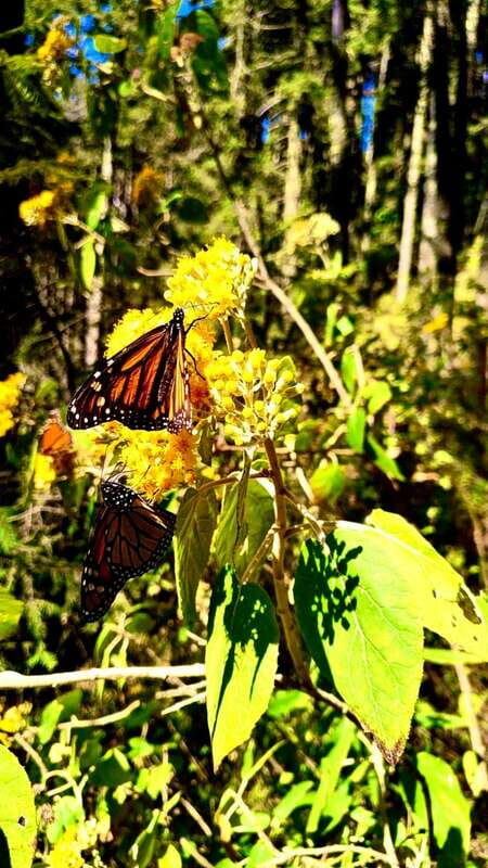 Mexico City: Monarch Butterfly Sanctuary Day Tour - Analyzing the Value