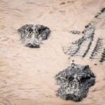 Miami: Alligator Spotting Airboat and Wildlife Reserve - Assessing the Value