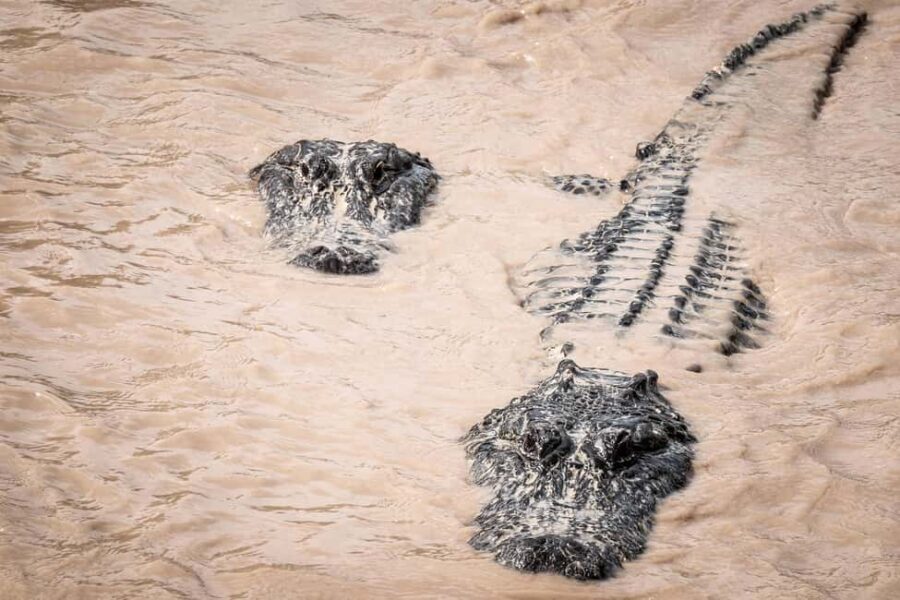 Miami: Alligator Spotting Airboat and Wildlife Reserve - Assessing the Value