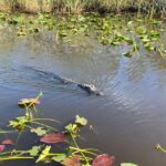 Miami: Alligator Spotting Airboat with Pick-Up/Drop-off - Authenticity and Experience Quality