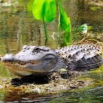 Miami Combo Tour (Everglades Tour + Boat Tour) - Final Thoughts: Who Is This Tour For?