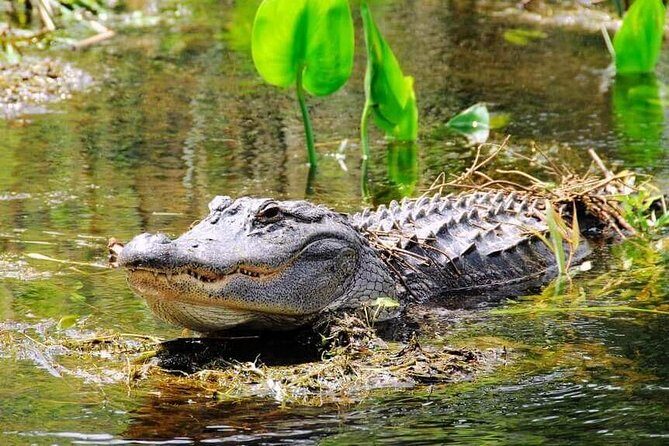 Miami Combo Tour (Everglades Tour + Boat Tour) - Final Thoughts: Who Is This Tour For?