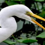 Miami: Everglades Safari Park Airboat Tour - Wildlife Show and Exhibits