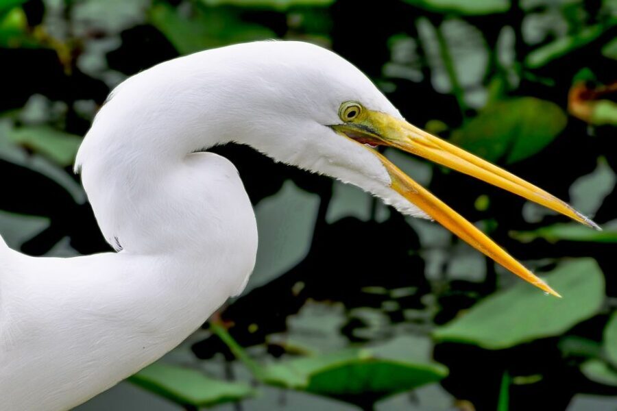 Miami: Everglades Safari Park Airboat Tour - Wildlife Show and Exhibits
