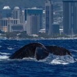Moanas Waikk Whale Watching Exploration - The Sum Up: Who Is This Tour Best For?