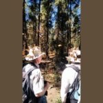 Monarch Butterfly - Key Points
