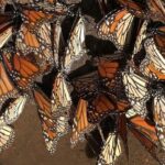 Monarch Butterfly Private Tour (Morelia) - What’s Included and What’s Not