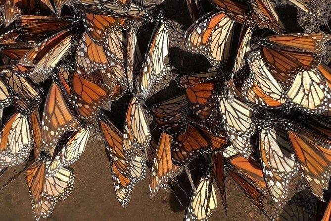 Monarch Butterfly Private Tour (Morelia) - What’s Included and What’s Not