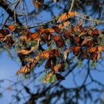 Monarch Butterfly Sanctuary Day Trip from Mexico City - Whats Included and Whats Not