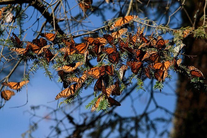 Monarch Butterfly Sanctuary Day Trip from Mexico City - Whats Included and Whats Not