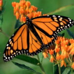Monarch Butterfly Sanctuary Tour from Mexico City - What’s Included and What’s Not