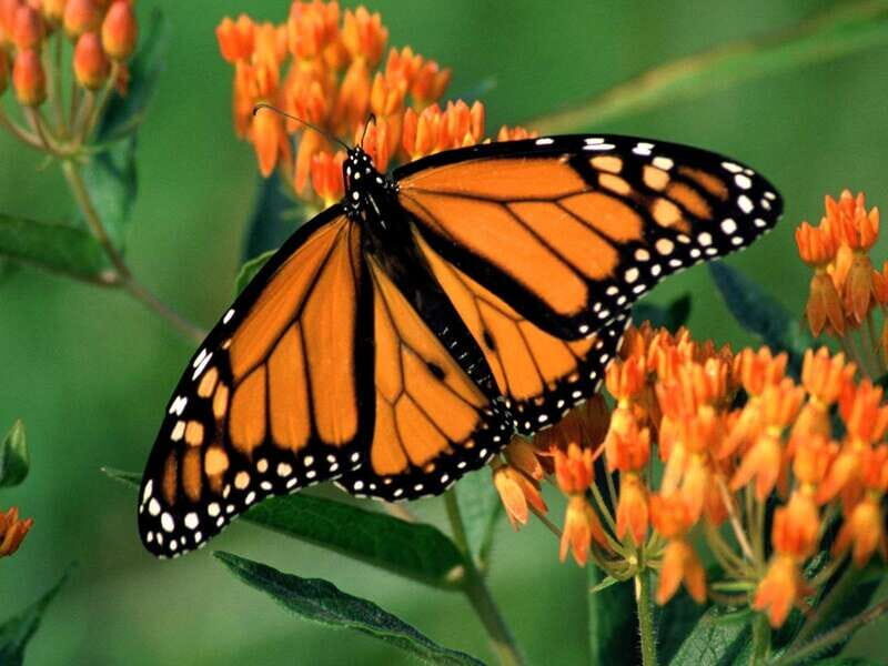 Monarch Butterfly Sanctuary Tour from Mexico City - What’s Included and What’s Not