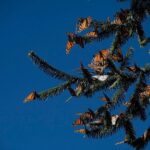 Monarch Butterfly Tour (Departing from Morelia) - Why This Tour Stands Out