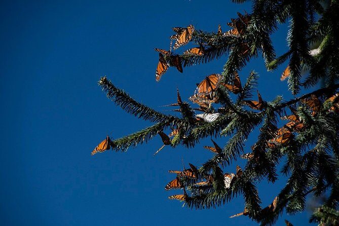 Monarch Butterfly Tour (Departing from Morelia) - Why This Tour Stands Out