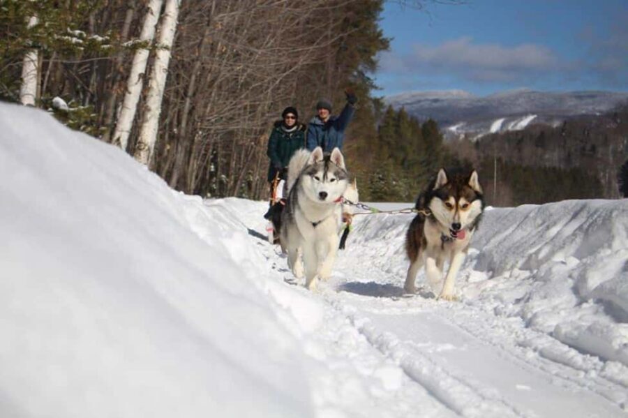 Mont-Tremblant: Dogsledding Nordic Adventure - Frequently Asked Questions