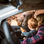 Montebello, QC: General Admission to Parc Omega - Who Will Love Parc Omega?