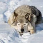 Montebello, QC: Morning VIP Tour at Parc Oméga - Why Choose This Tour?
