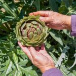Monterey County Salinas Valley Farm Tour - Final Thoughts: Is It Worth Your Time?