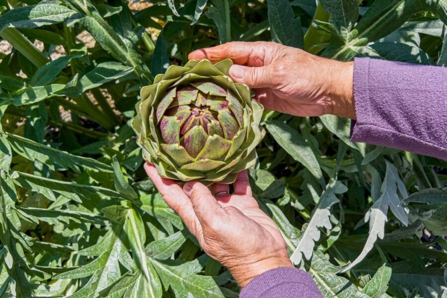 Monterey County Salinas Valley Farm Tour - Final Thoughts: Is It Worth Your Time?