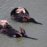 Monterey: Monterey Bay Dolphin and Whale Watching Boat Tour - Who Will Love This Tour?