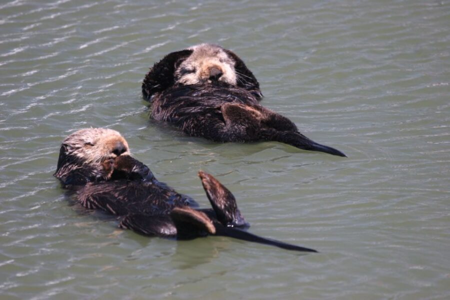 Monterey: Monterey Bay Dolphin and Whale Watching Boat Tour - Who Will Love This Tour?