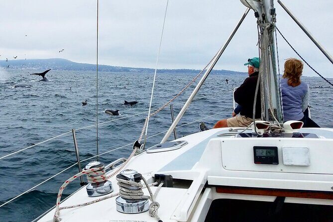 Monterey Private 3 - 4 Hour Whale Watching Cruise - Why This Tour Stands Out
