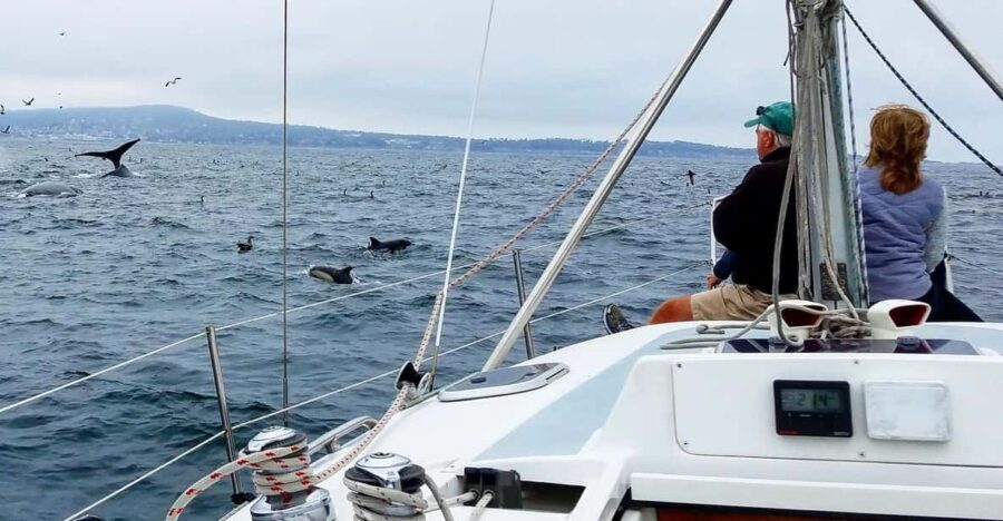Monterey: Private Whale Watching/Sailing Tour for 6 - What Makes This Tour Special?