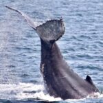 Monterey: Whale Watching Cruise - Evaluating the Value and Practical Aspects