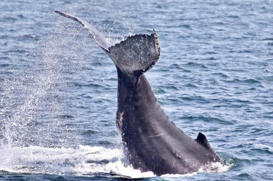 Monterey: Whale Watching Cruise - Evaluating the Value and Practical Aspects