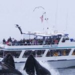 Monterey: Whale Watching Tour with A Marine Guide - What To Expect on the Cruise