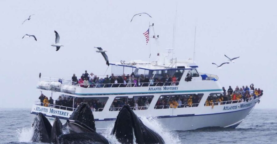 Monterey: Whale Watching Tour with A Marine Guide - What To Expect on the Cruise