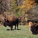 Montreal: Omega Park Canadian Wildlife Safari Adventure - The Value of This Experience