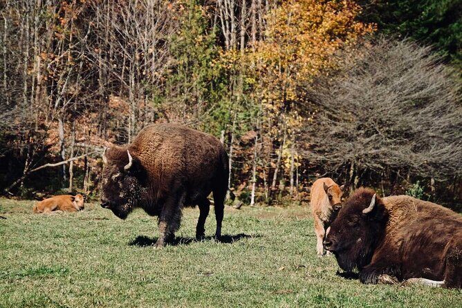 Montreal: Omega Park Canadian Wildlife Safari Adventure - The Value of This Experience