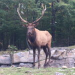 Montreal: Private Day Tour to Parc Omega & Montebello Lodge - The Practicalities: What’s Included and What Not