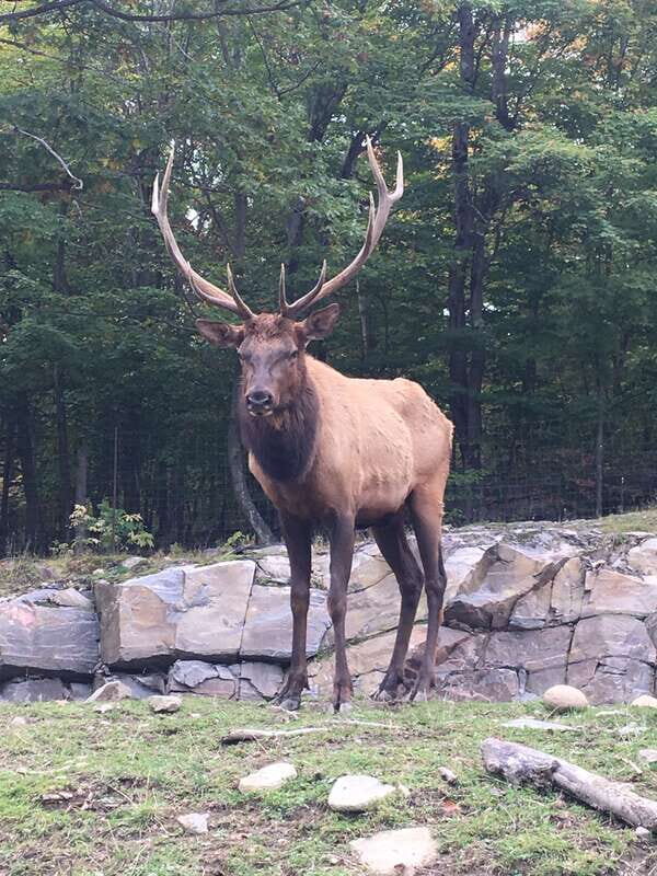 Montreal: Private Day Tour to Parc Omega & Montebello Lodge - The Practicalities: What’s Included and What Not