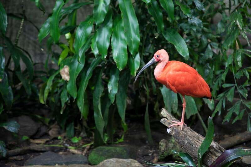 Montreal: Skip-the-line Biodome Private Tour with Tickets - What You Can Expect on This Tour