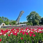 Montreal: Walking Tour 2h Downtown, RESO and Old Montreal - Who Is This Tour Best For?