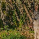 Montreal ZOO, private half day tour - Why This Tour Stands Out