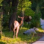 Moraine Lake and Lake Louise Half Day Tour - Exploring the Tour Itinerary