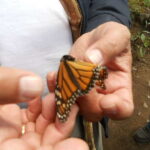 Morelia: Monarch Butterfly Tour - The Monarch Butterfly Biosphere Reserve