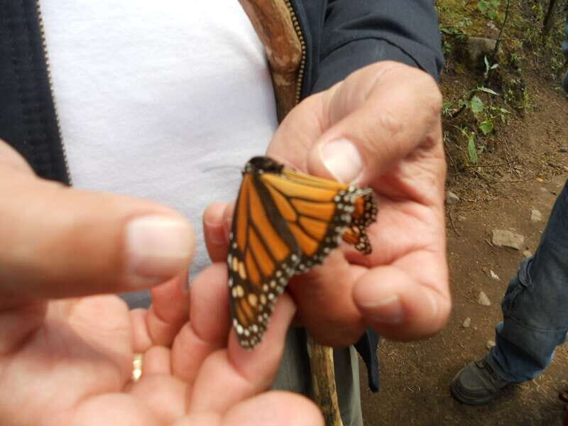 Morelia: Monarch Butterfly Tour - The Monarch Butterfly Biosphere Reserve