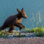 Morning Jasper National Park Wildlife Tour - Is the Price Worth It?