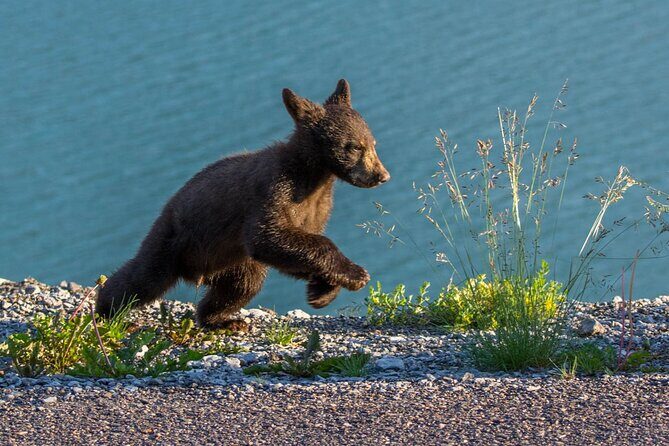 Morning Jasper National Park Wildlife Tour - Is the Price Worth It?