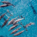 Morning Na Pali Adventure & Snorkel Tour (Hanalei Departure) - The Authentic Experience