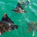 Morning Turtle Town Snorkel at Coral Gardens - Practical Tips for Making the Most of Your Trip