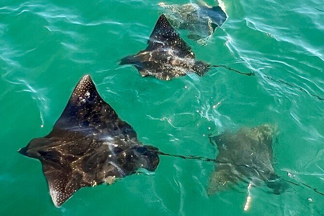 Morning Turtle Town Snorkel at Coral Gardens - Practical Tips for Making the Most of Your Trip