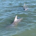Morris Island Private Excursion - The Itinerary in Detail