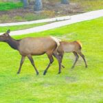 Mount Royal Hotel to Banff National Park Minivan Tour - Who This Tour Is Best For