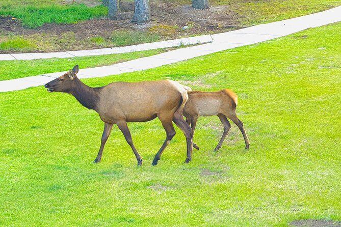 Mount Royal Hotel to Banff National Park Minivan Tour - Who This Tour Is Best For