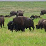 Mt Rushmore, Crazy Horse, Custer State Park Monument Tour - The Practicalities: What to Know Before Booking